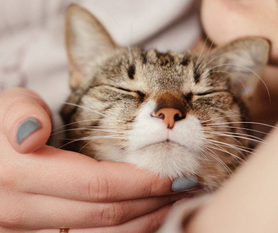 Vet Near Me Parker, CO 80134 | Hess Ridge Animal Hospital