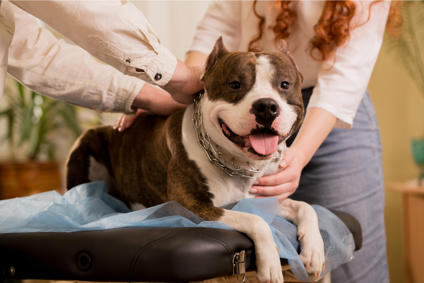 Best Vet Hospital In Parker, CO | Hess Ridge Animal Hospital