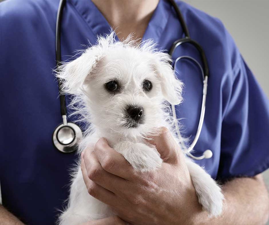 Puppy And Kitten In Parker, CO 80134 | Hess Ridge Animal Hospital