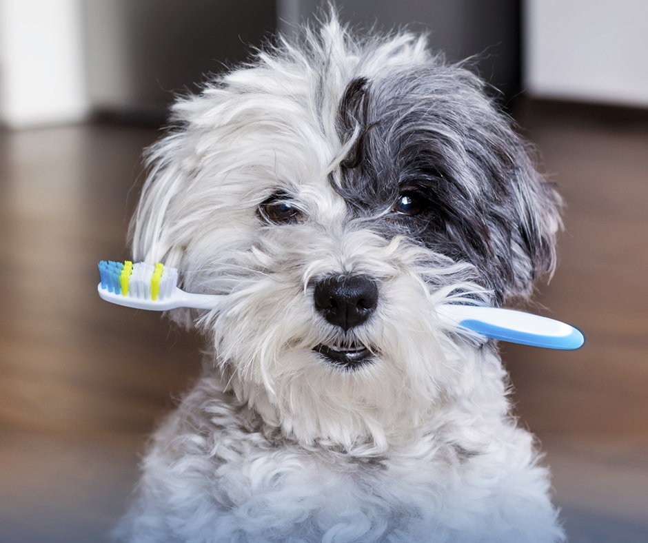 Pet Dentistry In Parker, CO 80134 | Hess Ridge Animal Hospital