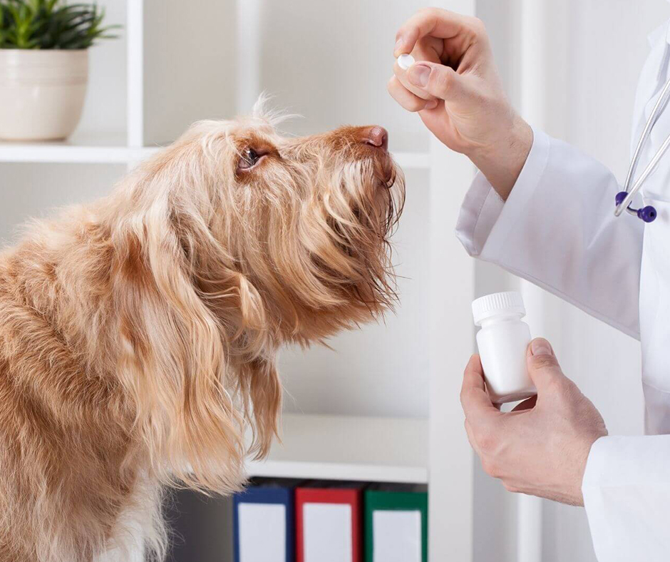 Pet Pharmacy In Parker, CO 80134 | Hess Ridge Animal Hospital