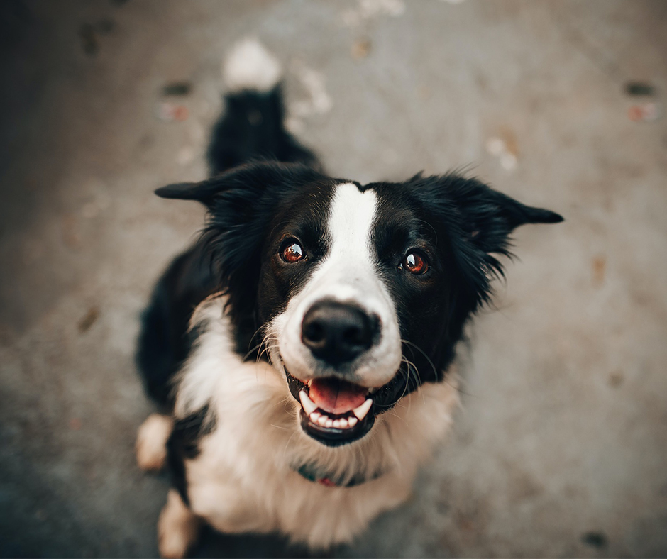 Sedation Consent Form | Hess Ridge Animal Hospital