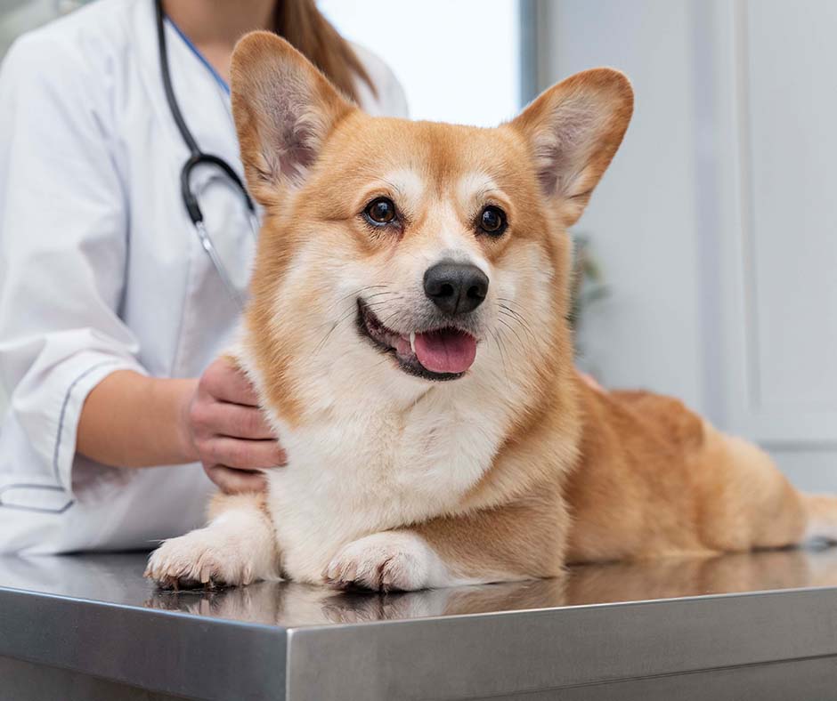 Pet Urgent Care In Parker, CO 80134 | Hess Ridge Animal Hospital