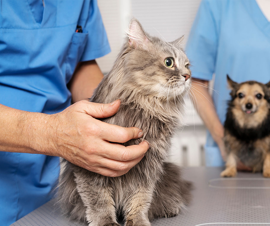 Parker, CO 80134 Veterinary Services | Hess Ridge Animal Hospital