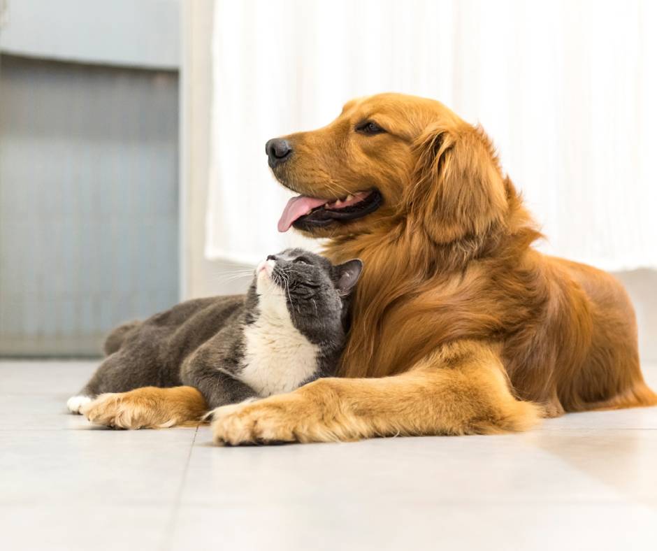 Hess Ridge Animal Hospital Tour | Vet Clinic In Parker, CO 80134