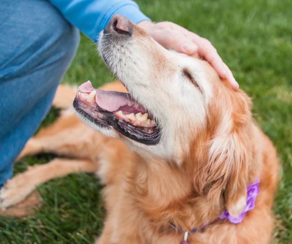 How Did We Do? | Hess Ridge Animal Hospital