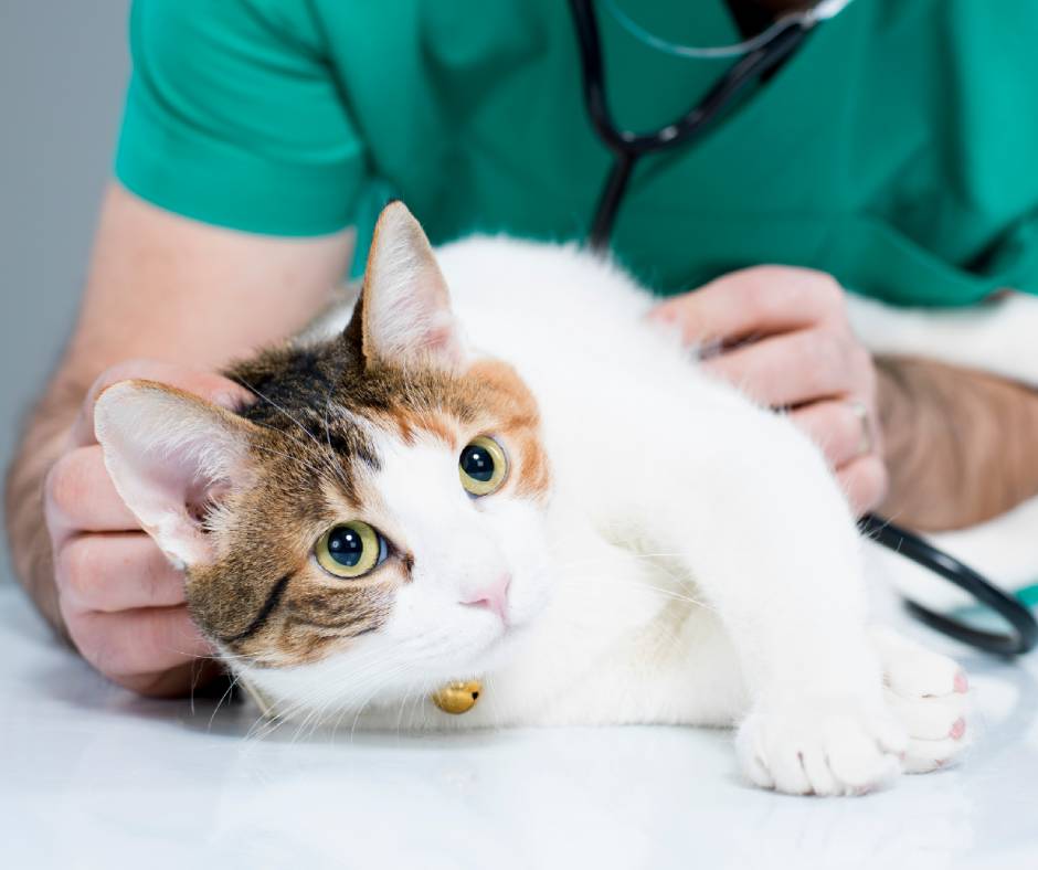 Parker, CO 80134 Veterinary Jobs | Hess Ridge Animal Hospital