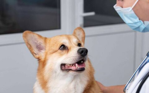 Pet Diagnostics/Imaging In Parker, CO 80134 | Hess Ridge Animal Hospital