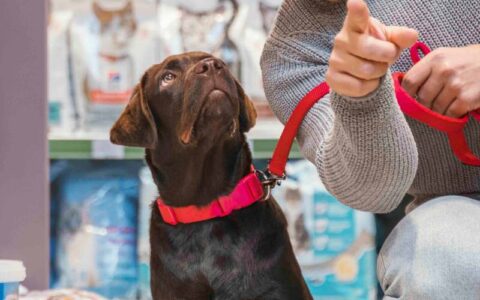 Pet Pharmacy In Parker, CO 80134 | Hess Ridge Animal Hospital