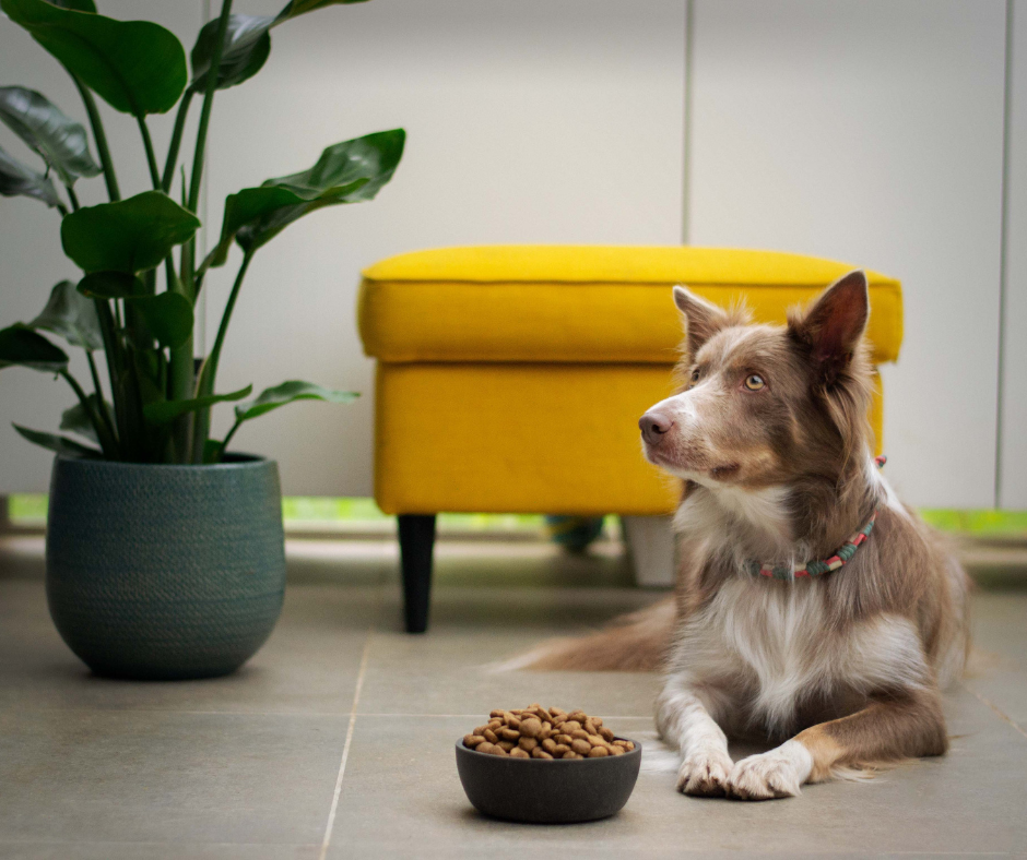 Pet Nutrition/Diet In Parker, CO 80134 | Hess Ridge Animal Hospital