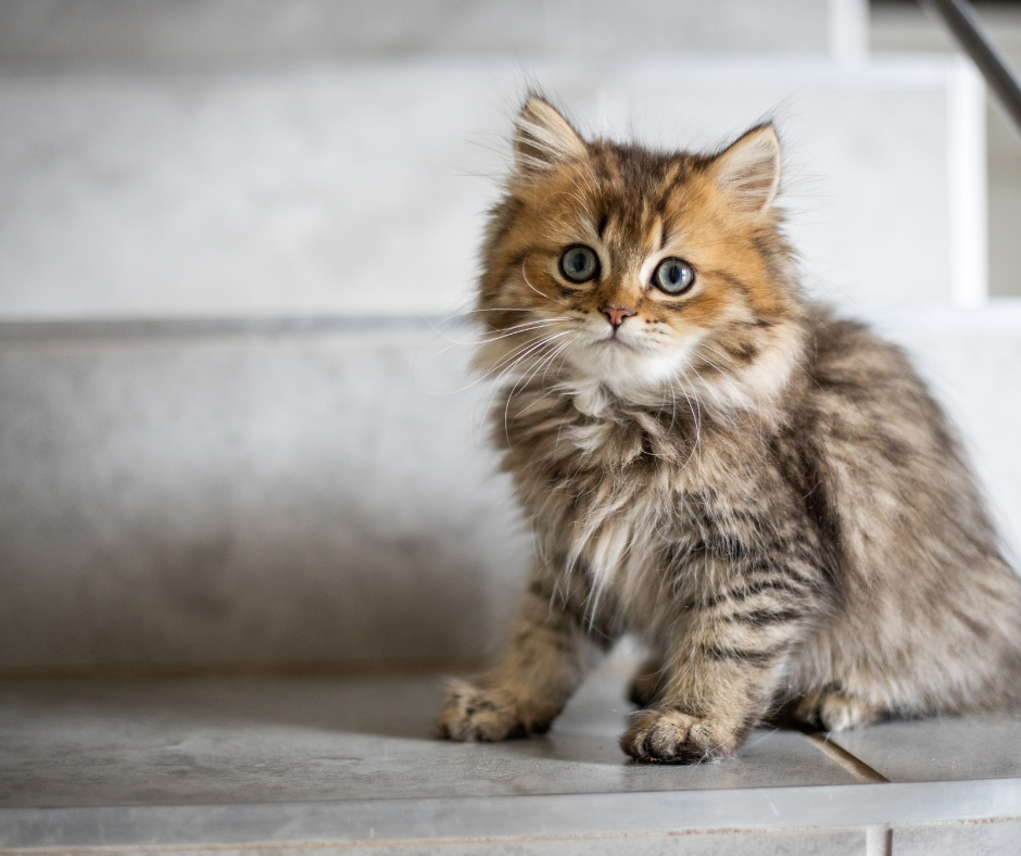 Pet Spay And Neuter In Parker, CO 80134 | Hess Ridge Animal Hospital