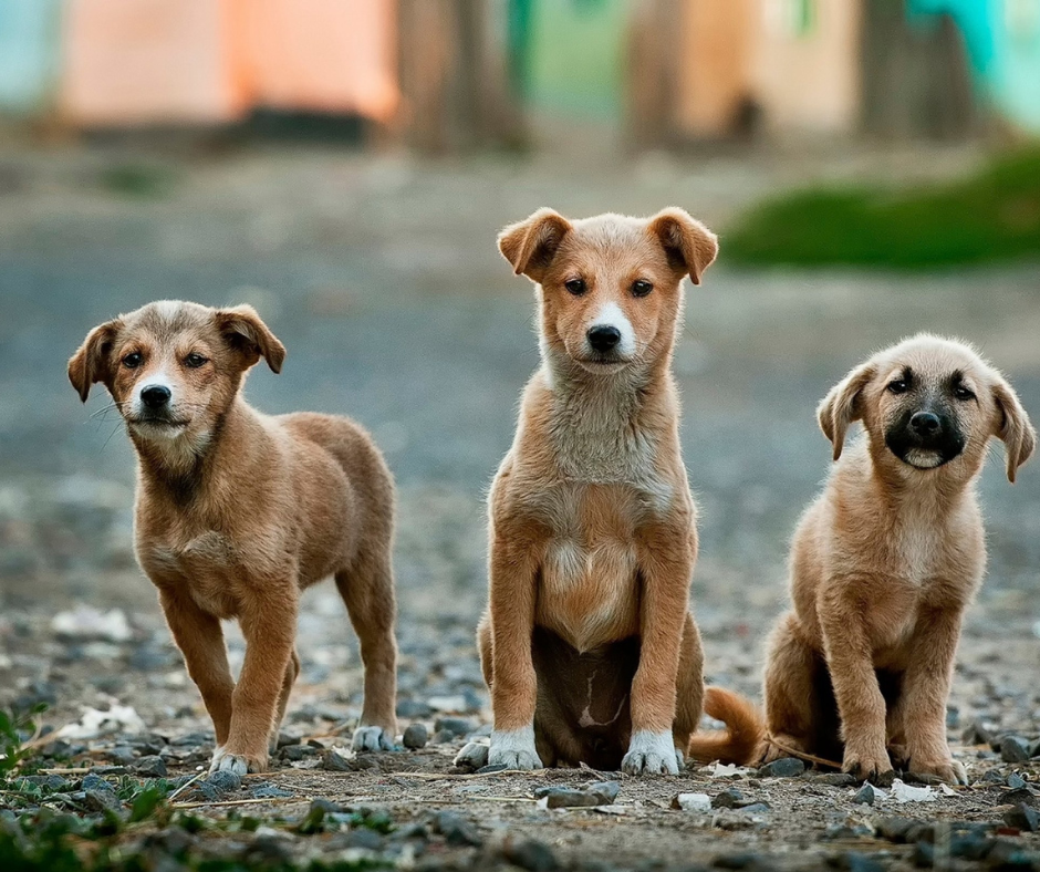 Veterinarian In Parker, CO 80134 | Hess Ridge Animal Hospital