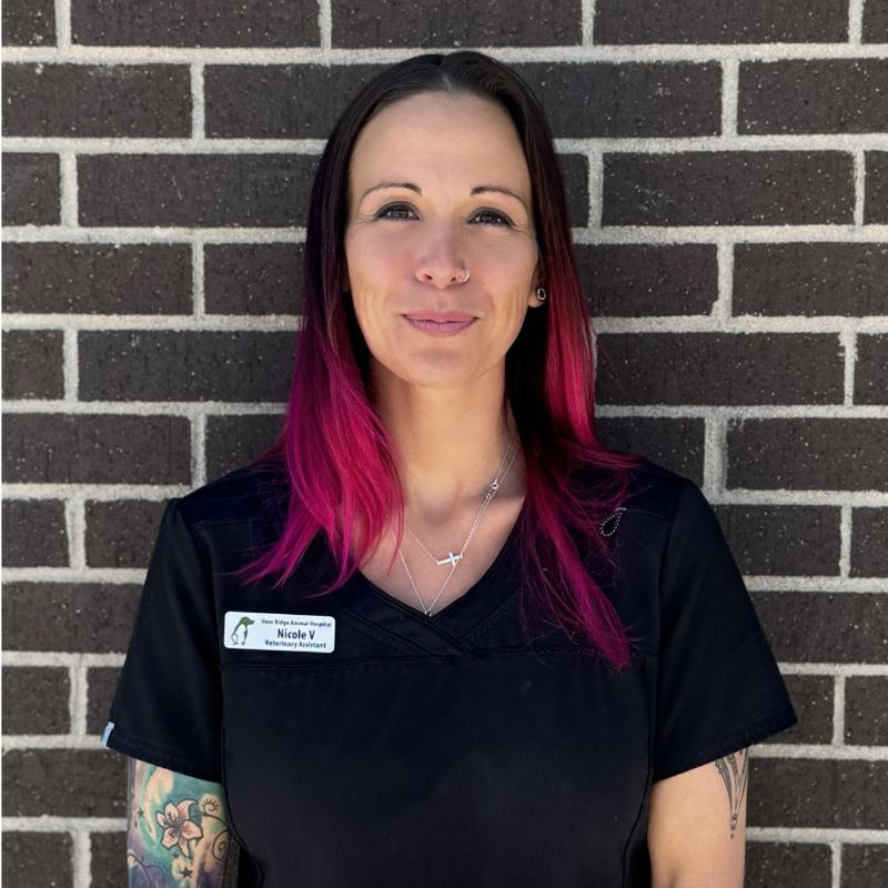 Veterinarian In Parker, CO 80134 | Hess Ridge Animal Hospital